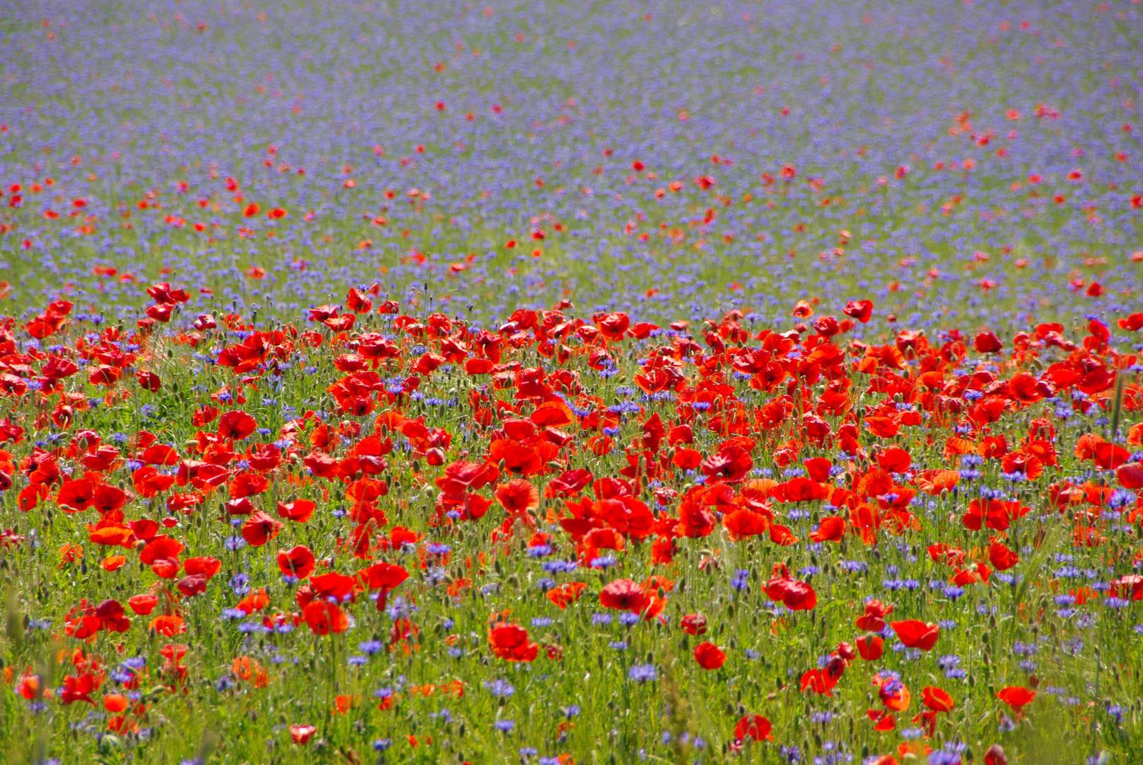 Kornfeld mal anders..... Foto & Bild | sommer, natur, kornfeld Bilder auf fotocommunity
