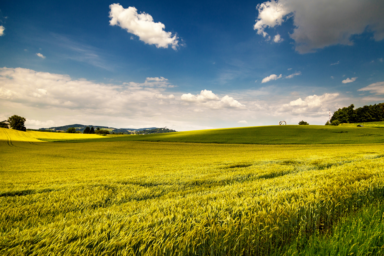Kornfeld - ruhig Foto & Bild | landschaft, Äcker, felder & wiesen, raps Bilder auf fotocommunity