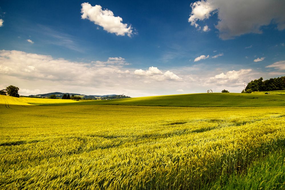 Kornfeld - ruhig Foto & Bild | landschaft, Äcker, felder & wiesen, raps Bilder auf fotocommunity