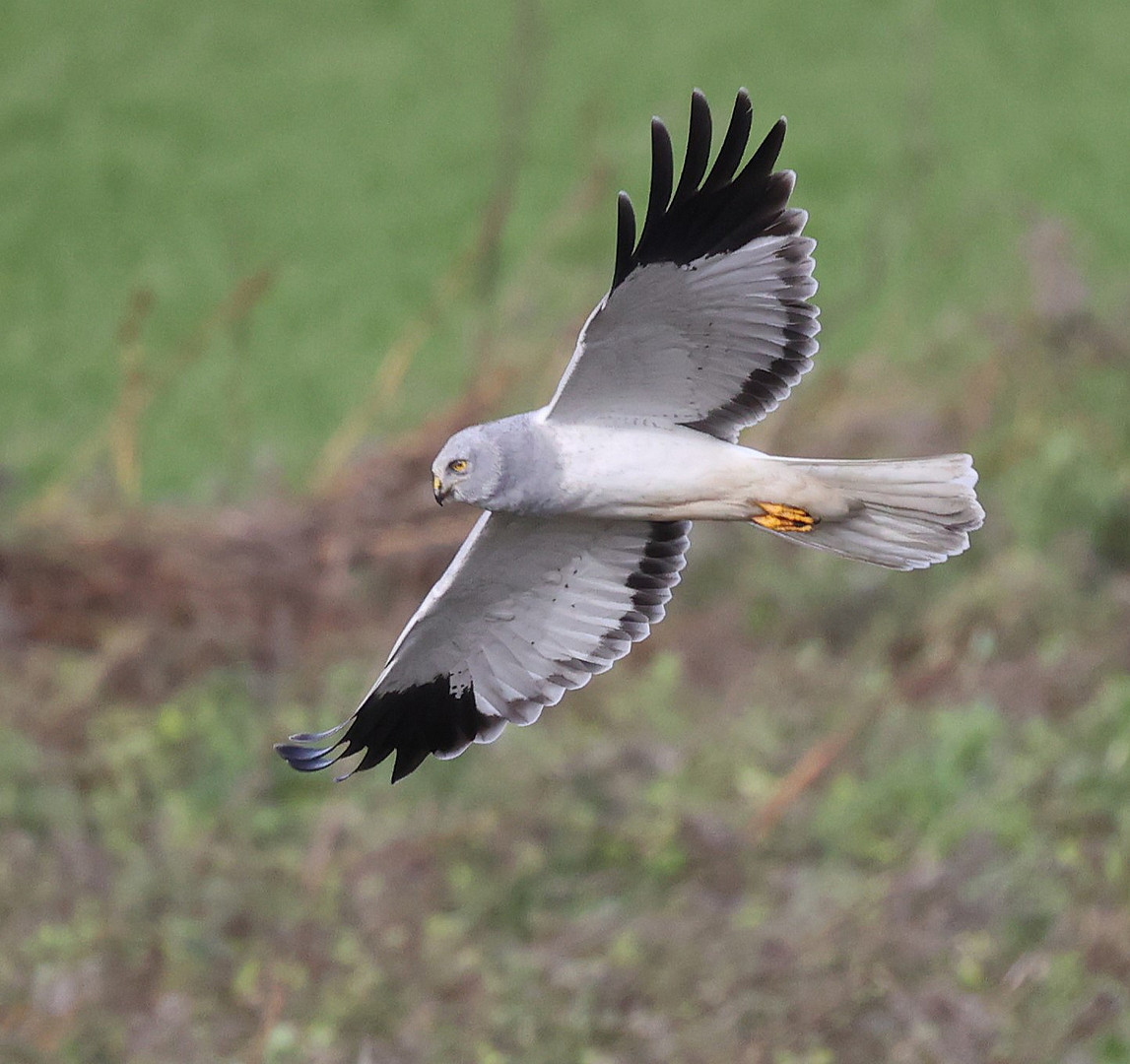 Kornweihe (Circus cyaneus) Foto & Bild | natur, tiere, vögel Bilder auf ...