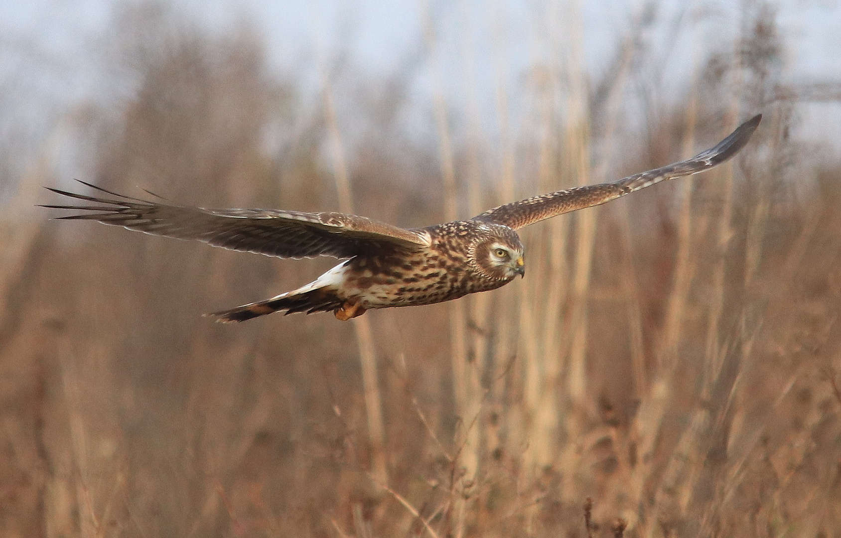 Kornweihe (Circus cyaneus) Foto & Bild | natur, tiere, vögel Bilder auf ...