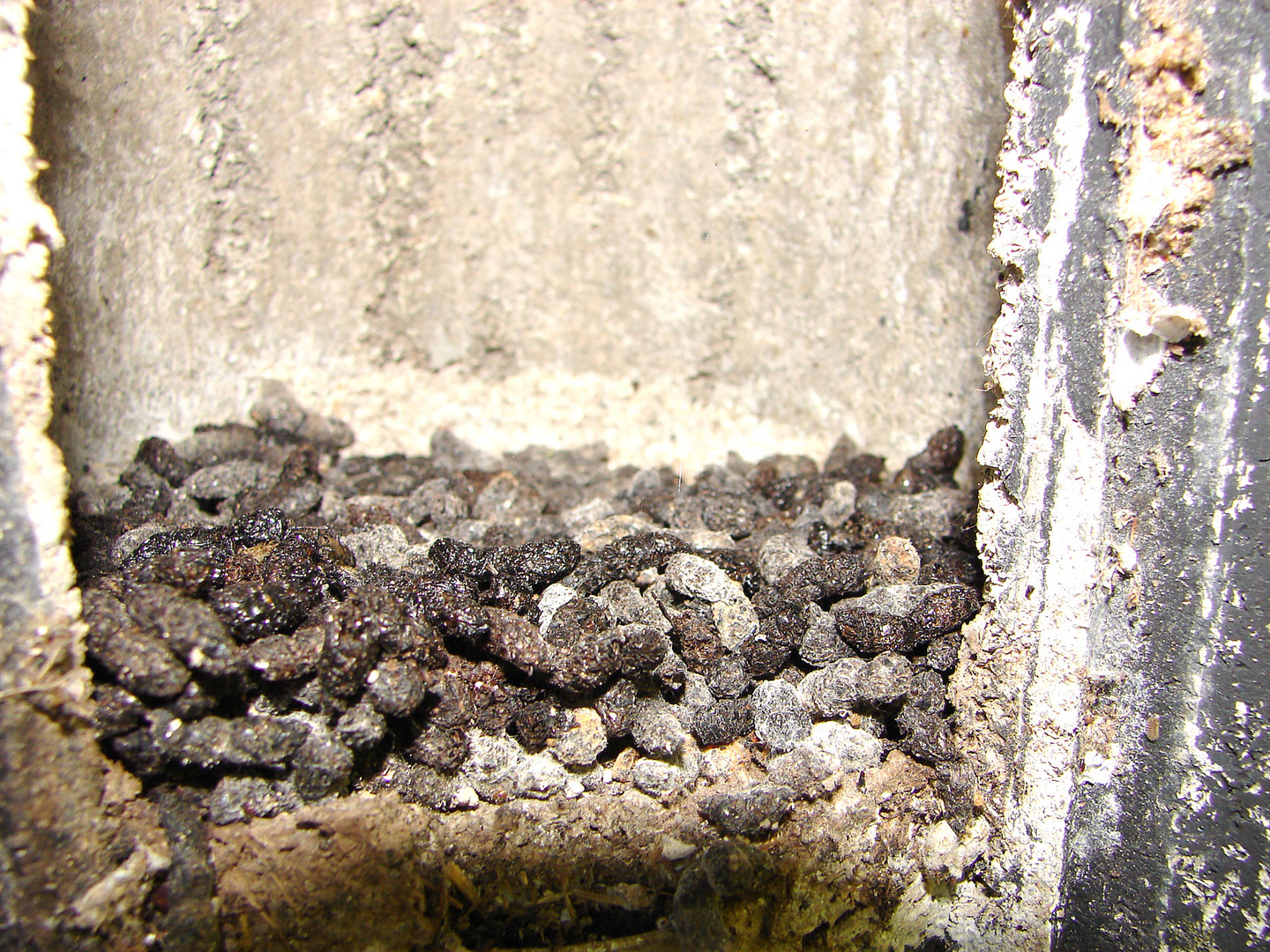 Kot von Fledermäusen. Foto & Bild | natur, tiere, wildlife Bilder auf ...