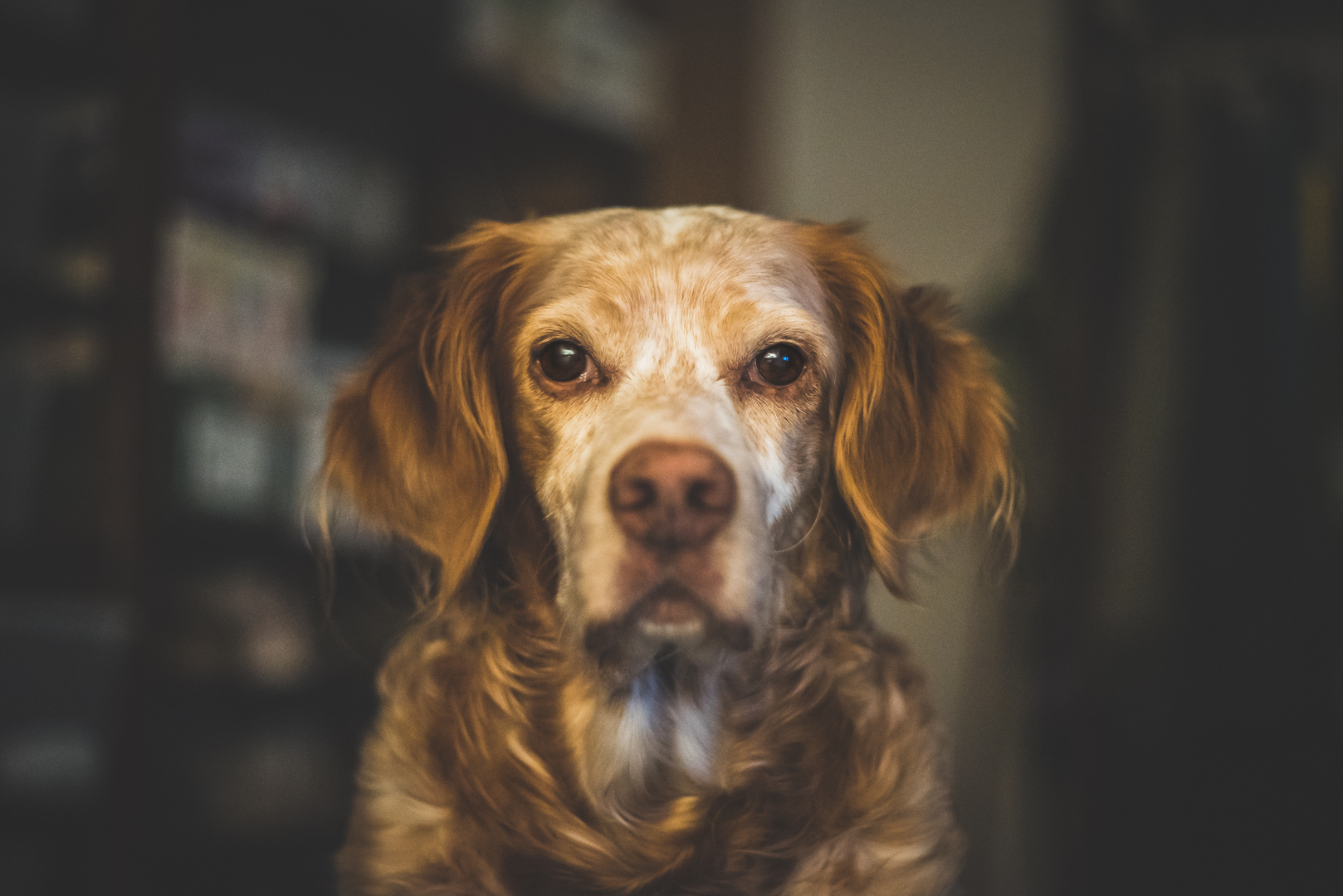 Koukla Foto & Bild | tiere, haustiere, hunde Bilder auf fotocommunity