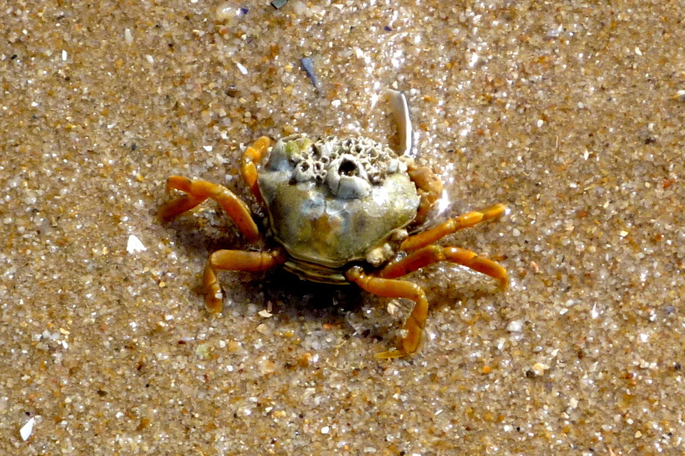 Krabbe 1 Foto & Bild | tiere, wildlife, krebse Bilder auf fotocommunity