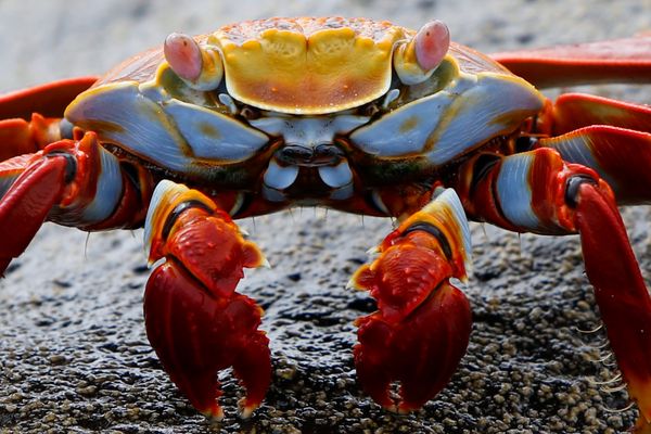 Krebse Bilder & Fotos