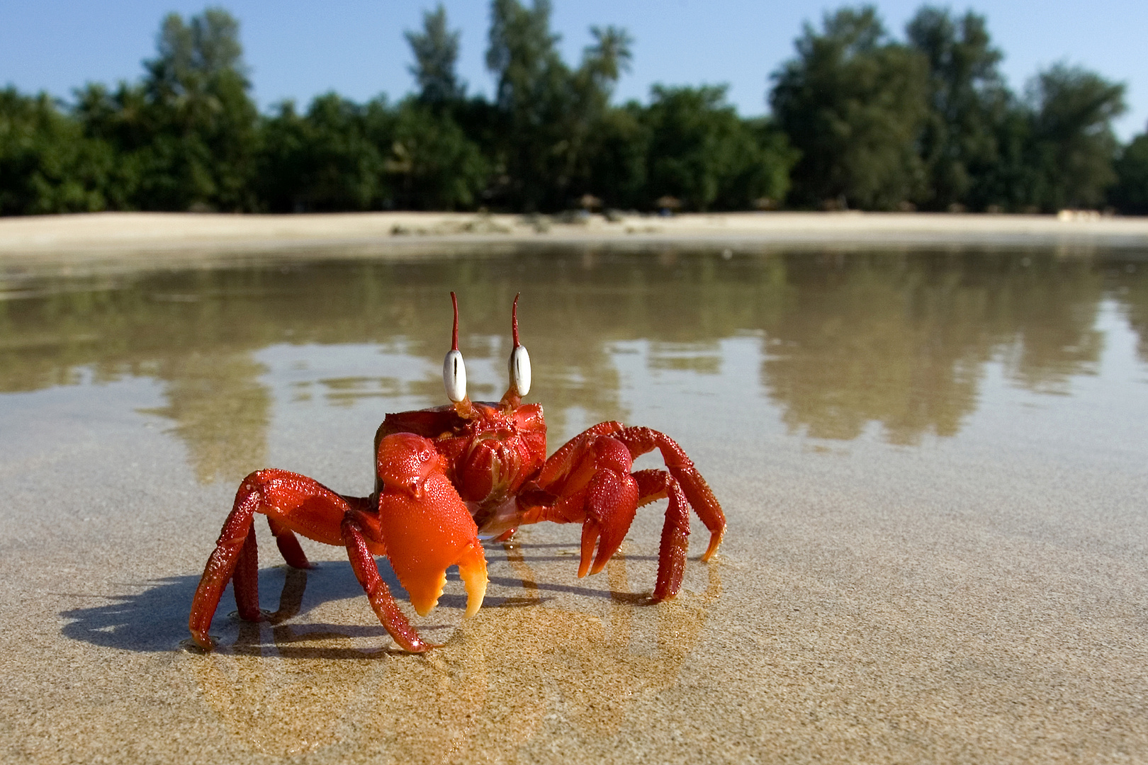 Krabbe am Strand Foto & Bild | tiere, wildlife, krebse Bilder auf ...