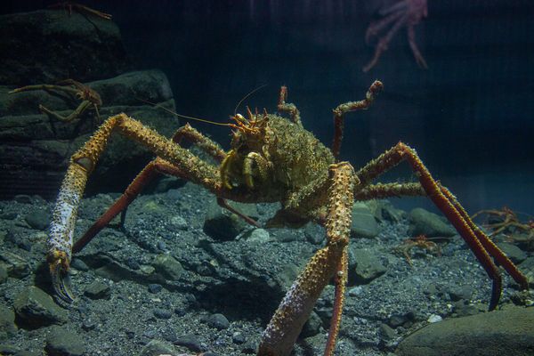 Zoo: Krebse Bilder & Fotos