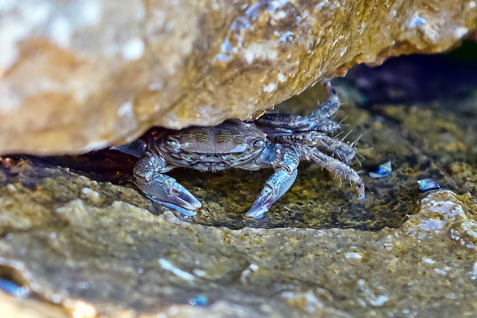 Krabbe Foto & Bild | tiere, wildlife, krebse Bilder auf fotocommunity