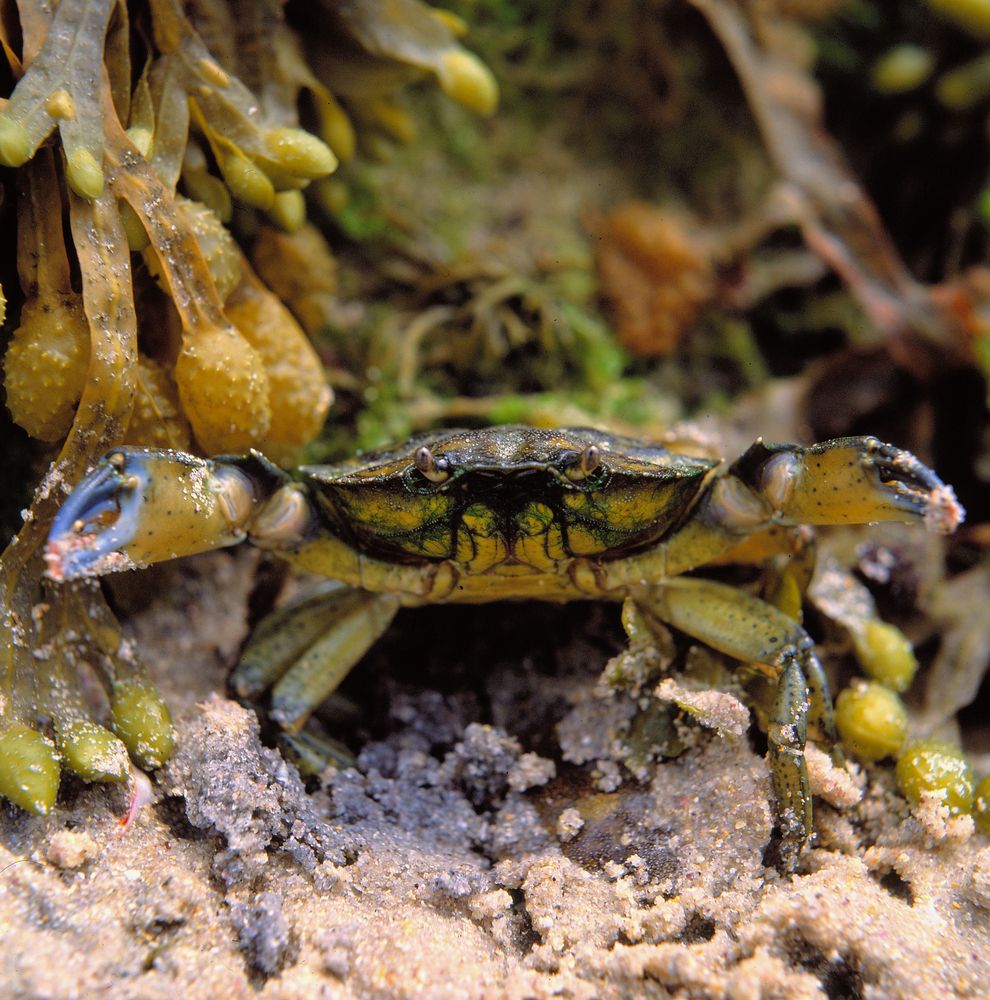 Krabbe Foto & Bild | tiere, wildlife, natur Bilder auf fotocommunity