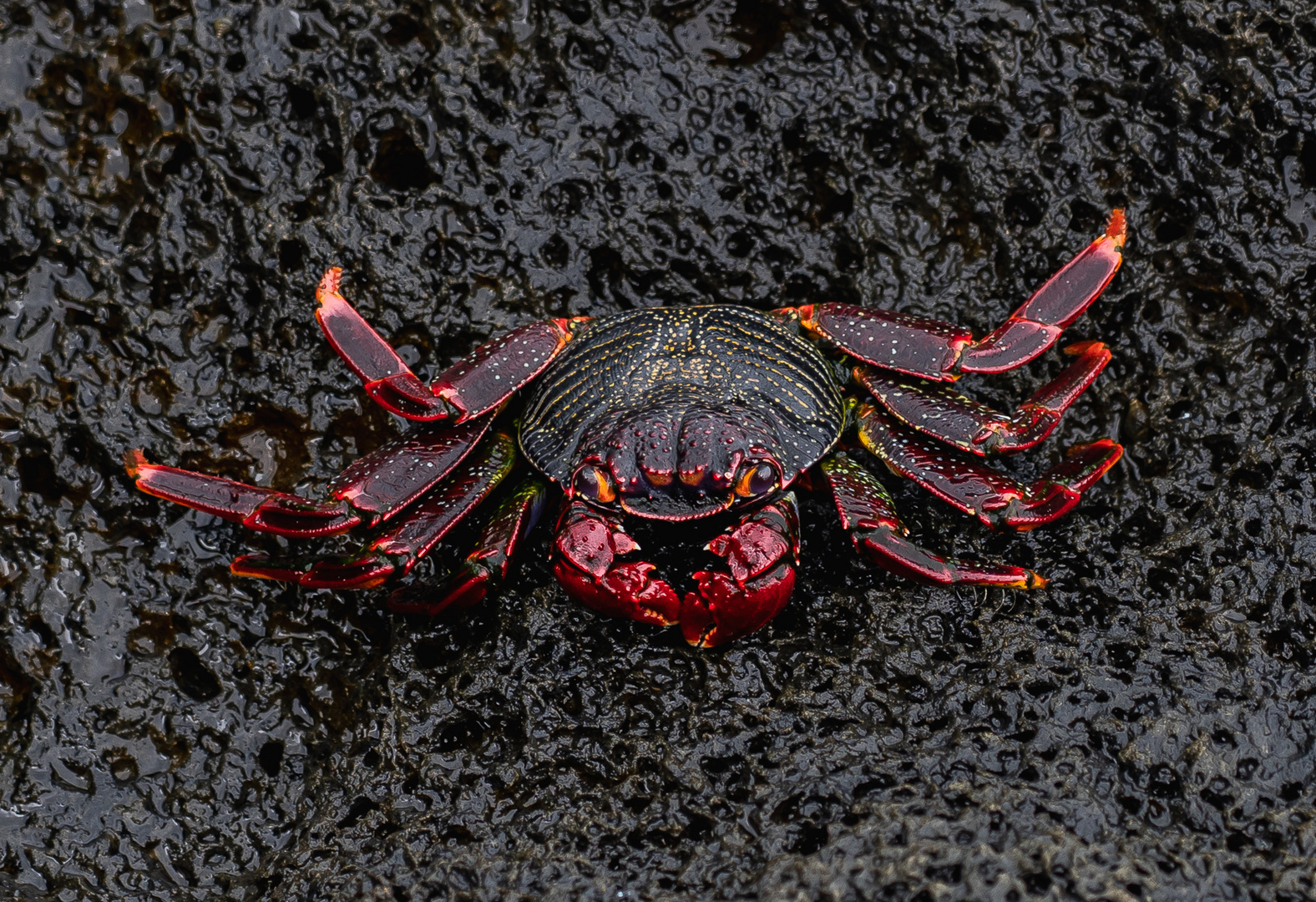 Krabbe Foto & Bild | tiere, wildlife, krebse Bilder auf fotocommunity