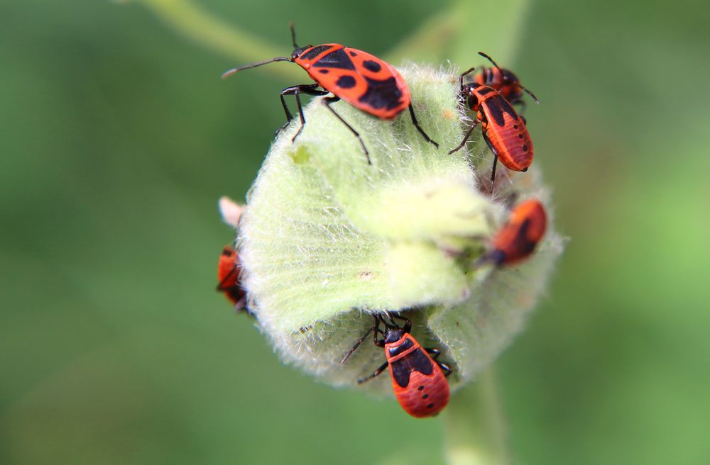 Krabbelgruppe Foto & Bild | spezial, makro, natur Bilder auf fotocommunity