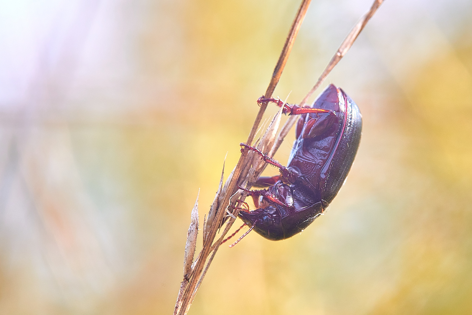 Krabbelkäfer............... Foto & Bild | tiere, natur-makros, natur-kreativ Bilder auf ...