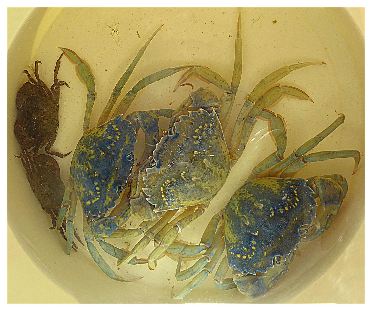 Krabben und Krebse Foto & Bild | sommer, jahreszeit, natur Bilder auf ...