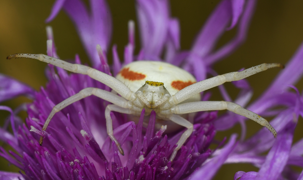 Krabbenspinne Foto & Bild | tiere, wildlife, spinnen Bilder auf ... Krabbenspinne Foto & Bild | tiere, wildlife, spinnen Bilder auf ...