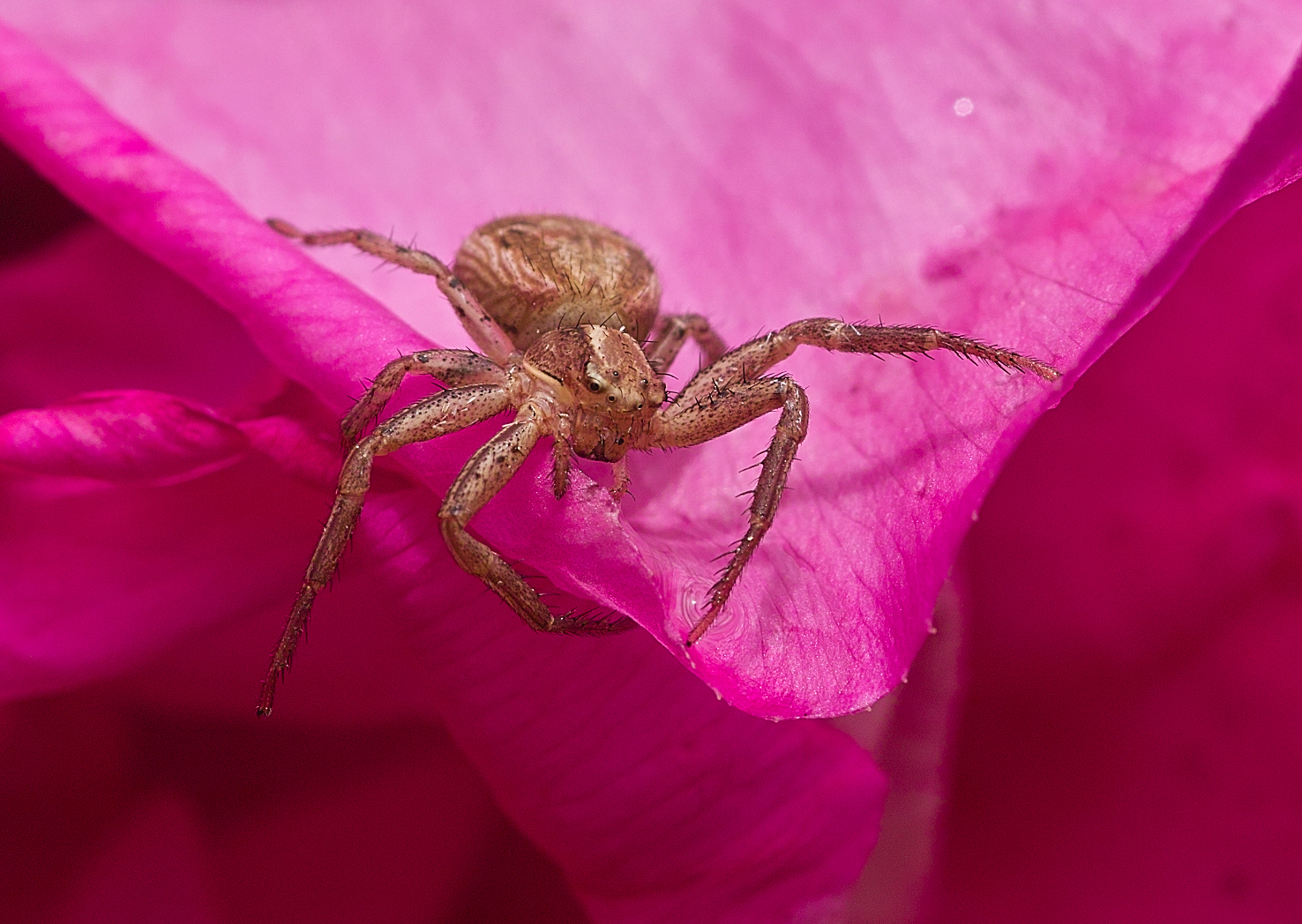 Krabbenspinne Foto & Bild | tiere, wildlife, spinnen Bilder auf ... Krabbenspinne Foto & Bild | tiere, wildlife, spinnen Bilder auf ...