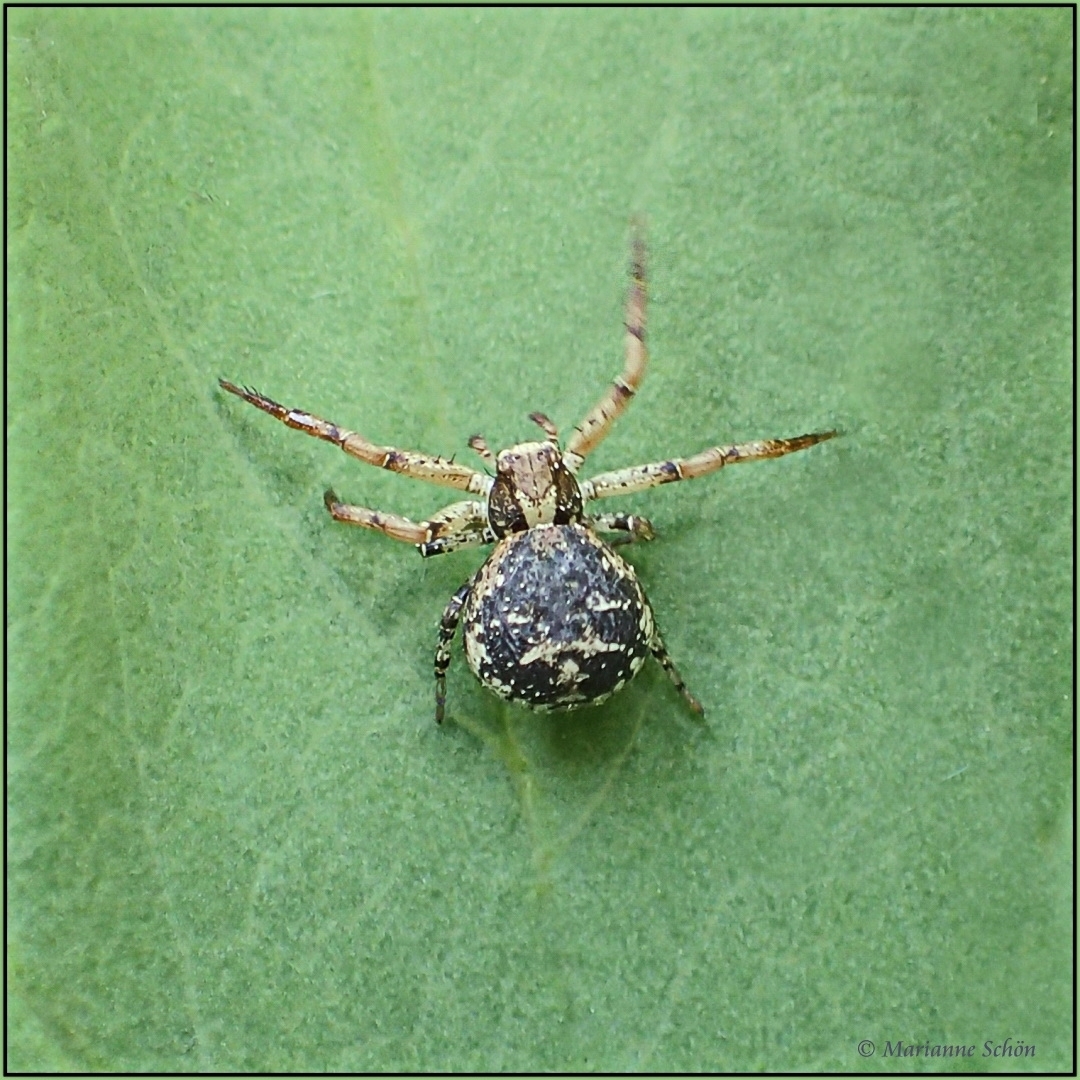 Krabbenspinne Foto & Bild | spezial, dokumentation, natur Bilder auf ... Krabbenspinne Foto & Bild | spezial, dokumentation, natur Bilder auf ...