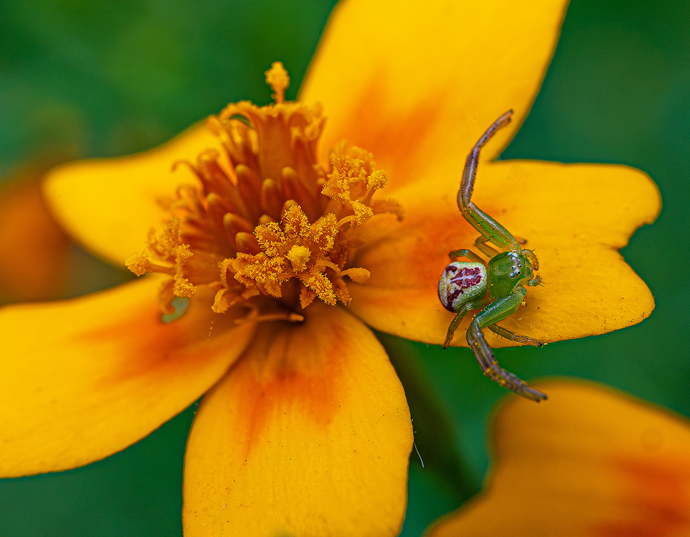 Krabbenspinne Foto & Bild | natur, tiere, wildlife Bilder auf fotocommunity Krabbenspinne Foto & Bild | natur, tiere, wildlife Bilder auf fotocommunity