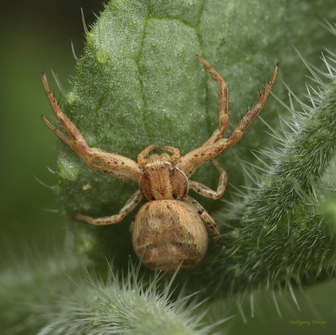 Krabbenspinne Foto & Bild | nah- & makro, tiere, wildlife Bilder auf ... Krabbenspinne Foto & Bild | nah- & makro, tiere, wildlife Bilder auf ...