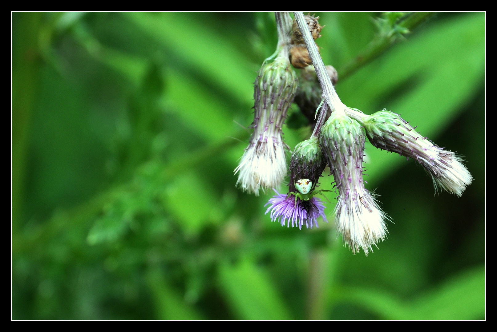 Krabbenspinne / Misumenops - Tricuspidatus Foto & Bild | tiere ...