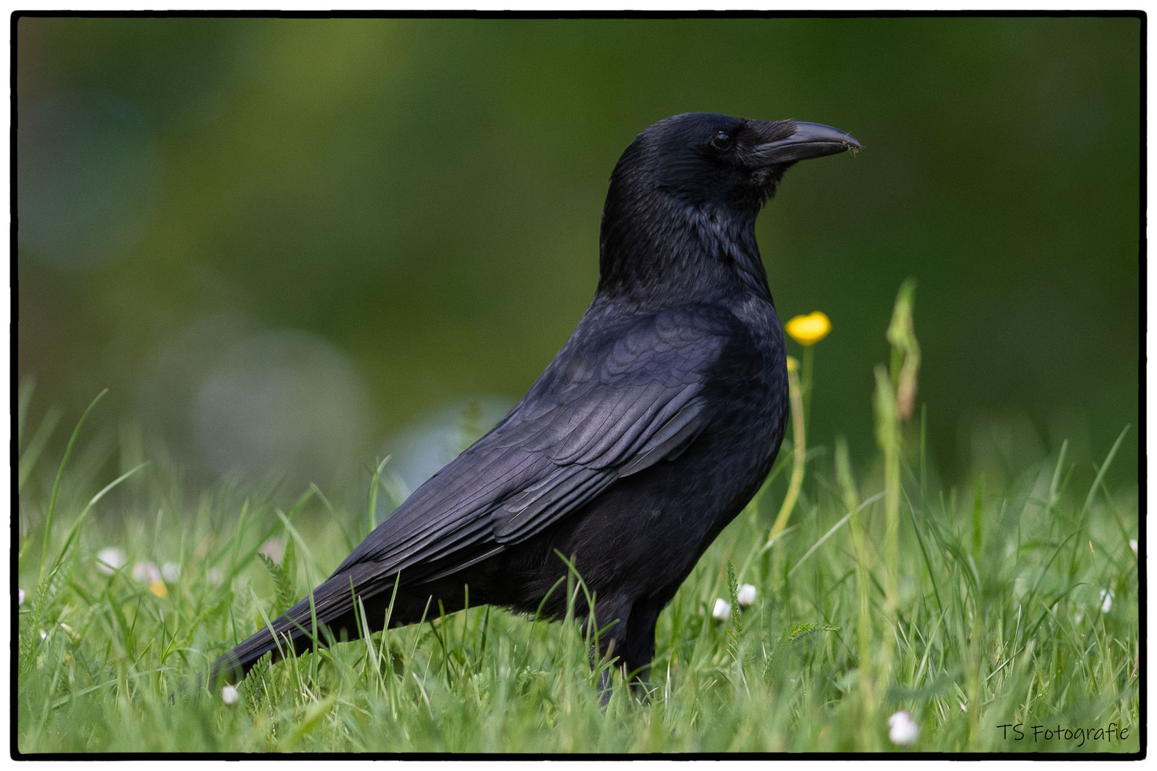 Krähe Foto & Bild | tiere, wildlife, wild lebende vögel Bilder auf ...