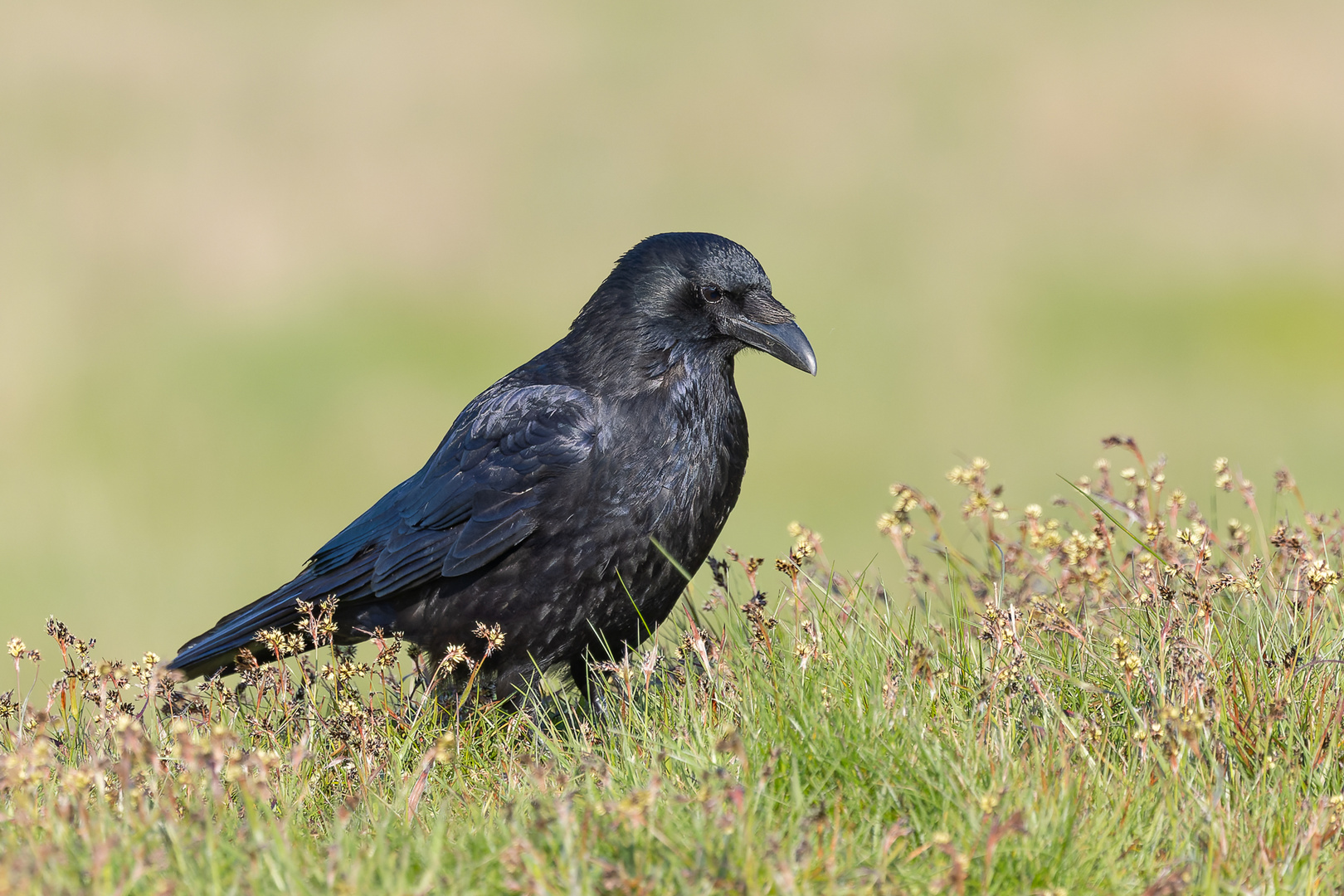 Krähe Foto & Bild | tiere, wildlife, wild lebende vögel Bilder auf ...