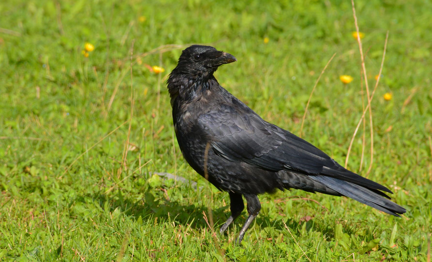 Krähe oder Rabe? Foto & Bild | tiere, wildlife, wild lebende vögel ...