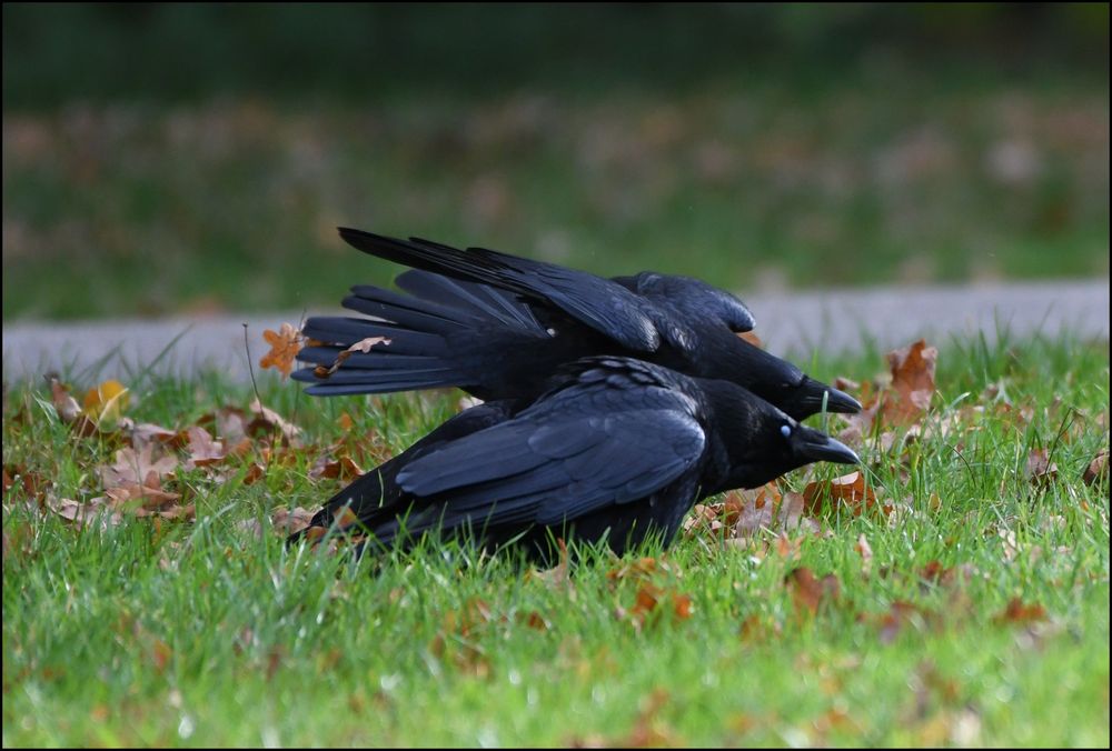Krähen Foto & Bild | tiere, wildlife, wild lebende vögel Bilder auf ...