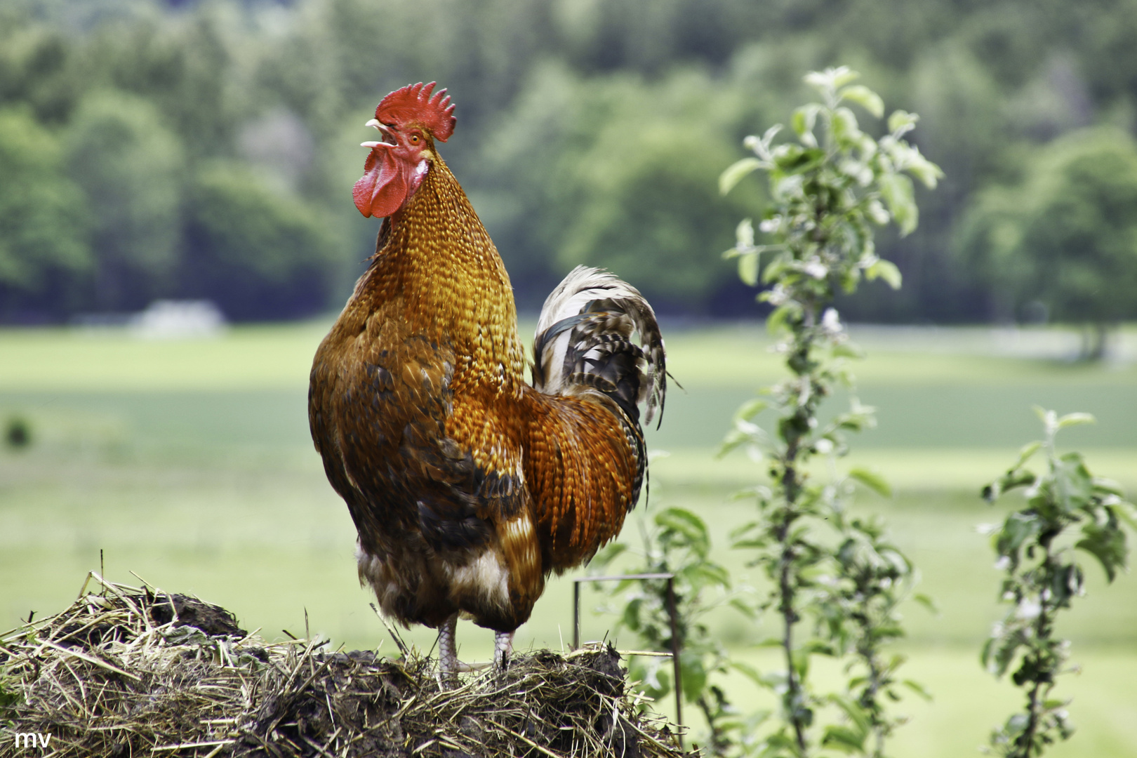 Kräht der Gockel auf dem Mist Foto & Bild | Bilder auf fotocommunity