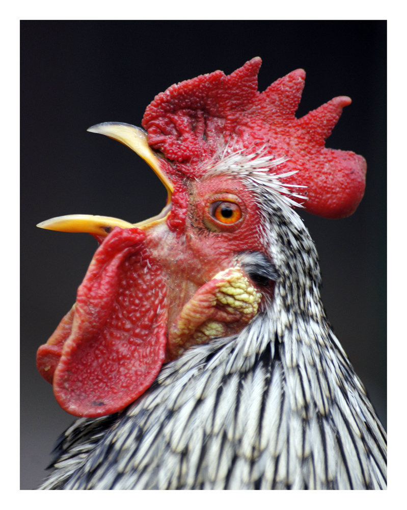 Kräht der Hahn... Foto & Bild | tiere, zoo, wildpark & falknerei, vögel ...