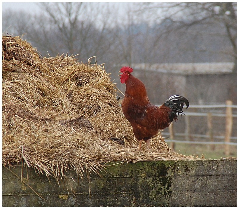 Kräht der Hahn früh am Morgen .... Foto & Bild | tiere, wildlife, wild ...