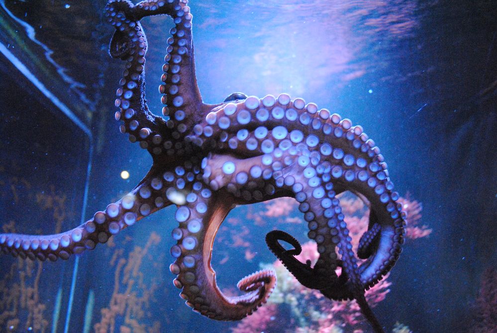 Krake 1 Foto & Bild | tiere, zoo, wildpark & falknerei, zoo aquaristik ...