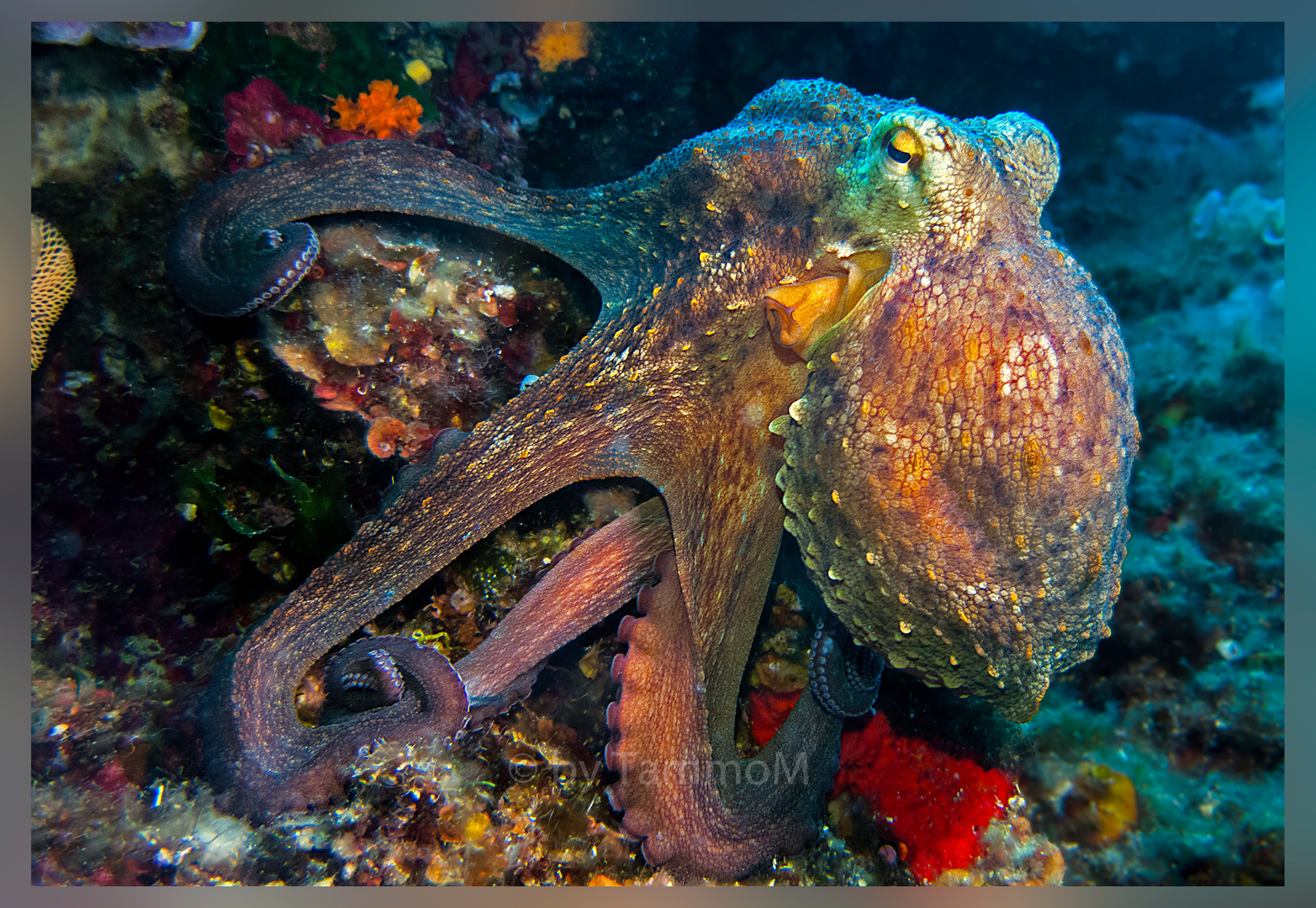 Krake Foto & Bild | unterwasser, uw-salzwasser, natur-kreativ Bilder ...