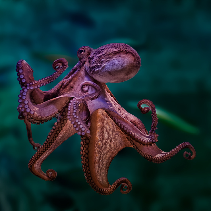 Krake Foto & Bild | tiere, zoo, wildpark & falknerei, zoo: fische ...