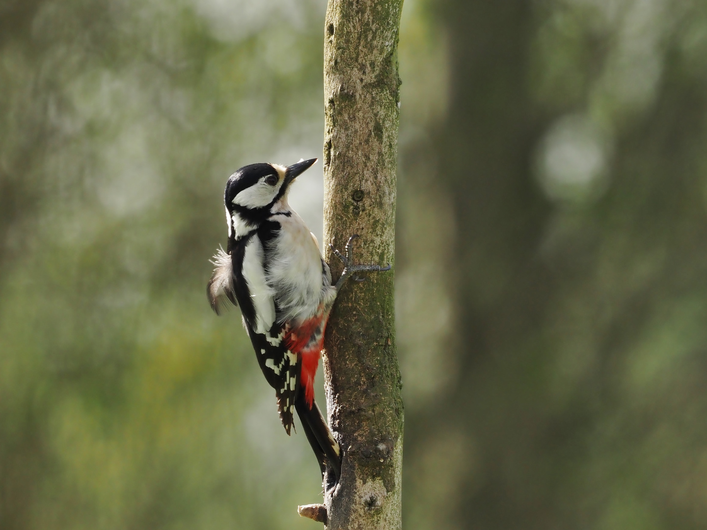 "Kram-Bild 3" Foto & Bild | tiere, wildlife, wild lebende vögel Bilder ...