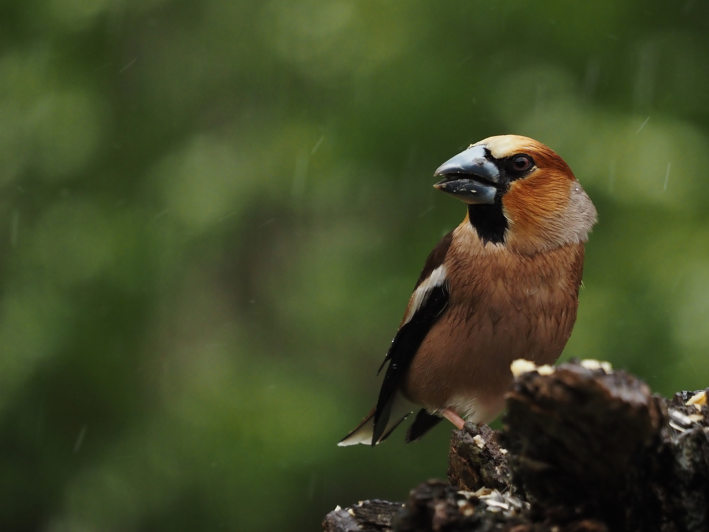 "Kram-Bild" Foto & Bild | tiere, wildlife, wild lebende vögel Bilder ...