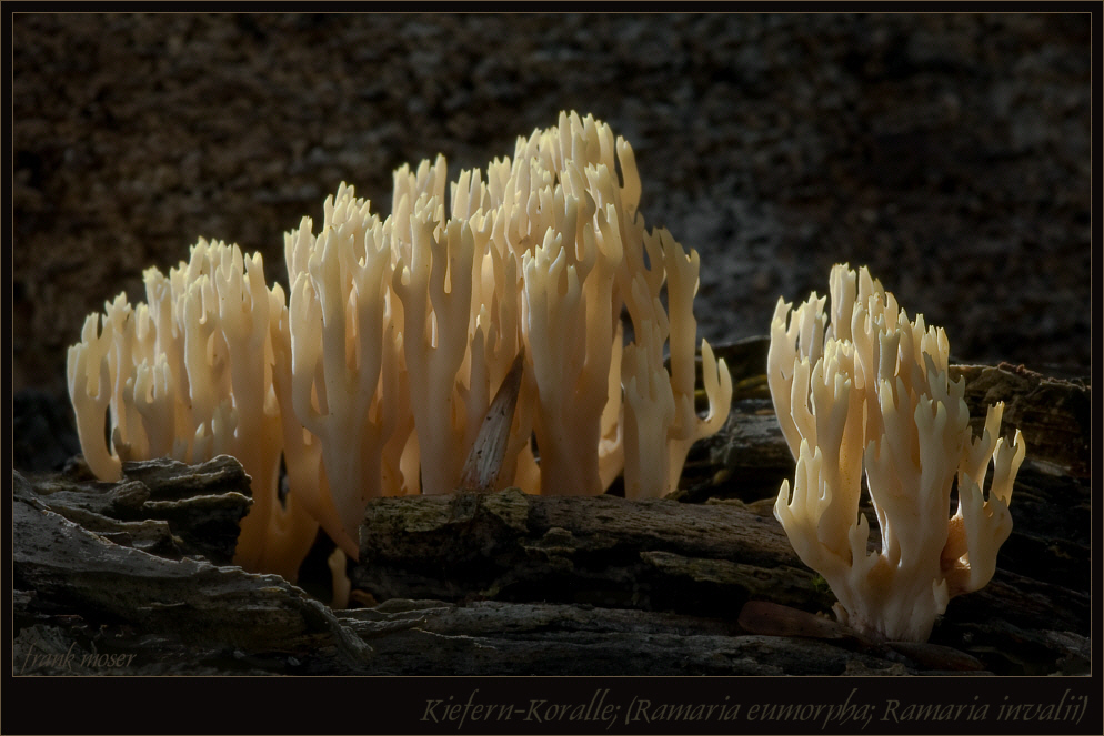 Kramen ... Foto & Bild | pflanzen, pilze & flechten, pilze & flechten ...