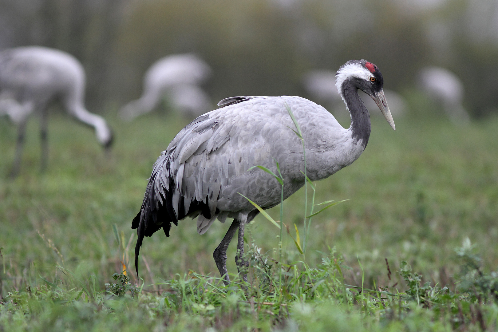 Kranich 1-2014 Foto & Bild | tiere, wildlife, wild lebende vögel Bilder ...