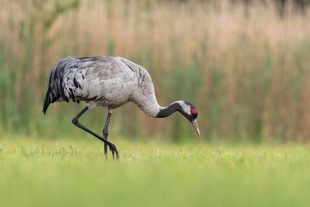 Kranich Foto & Bild | fotos, nature, wiese Bilder auf fotocommunity