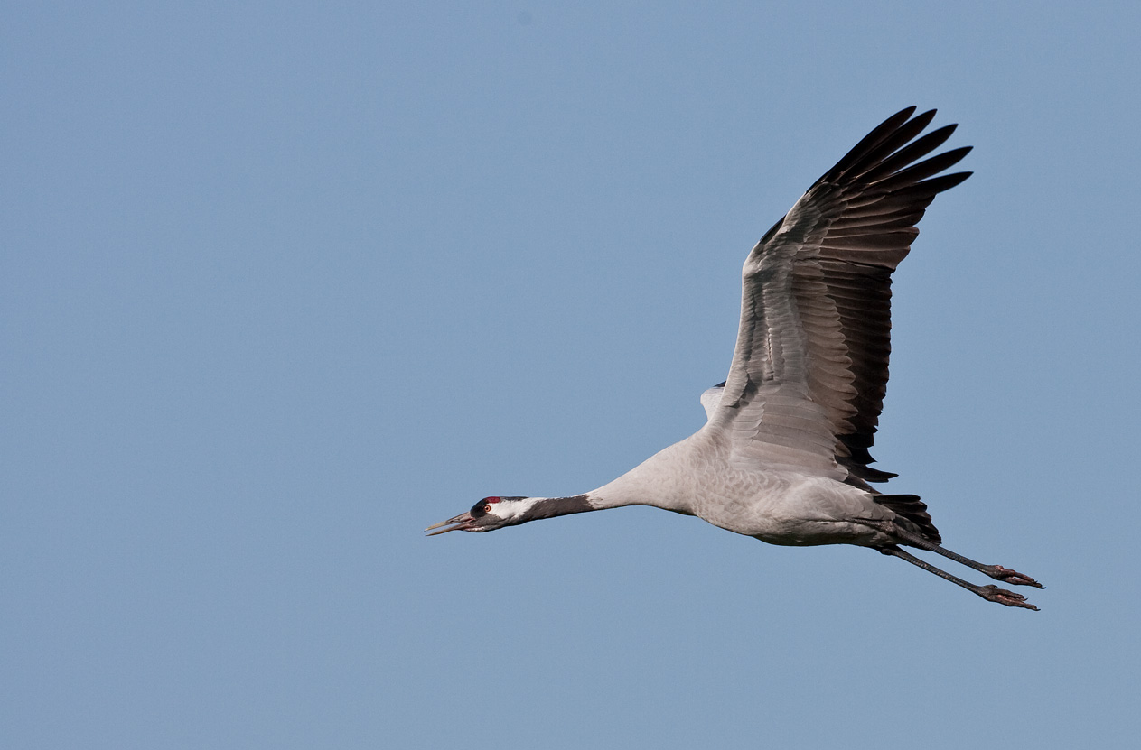 Kranich Foto & Bild | tiere, wildlife, wild lebende vögel Bilder auf ...