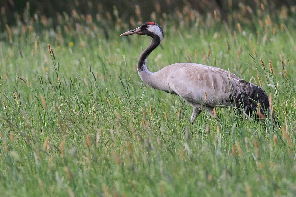 Kranich Foto & Bild | sonstige vögel, natur, tiere Bilder auf fotocommunity