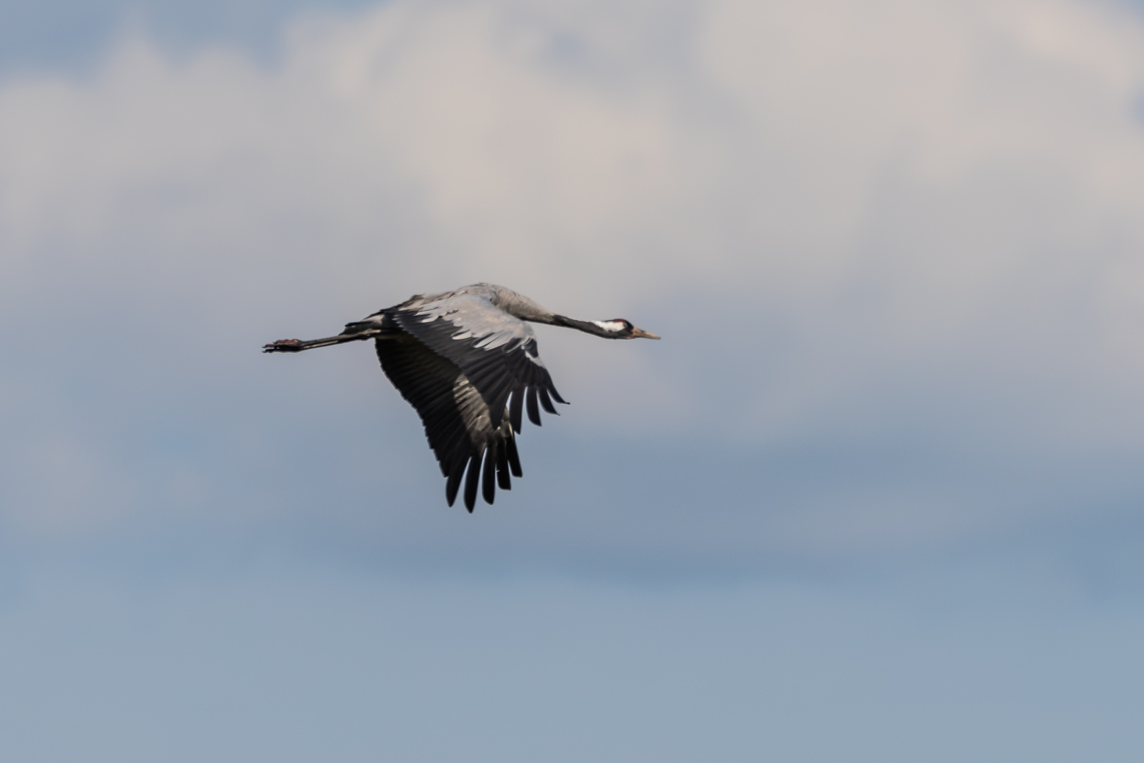 Kranich Foto & Bild | tiere, wildlife, wild lebende vögel Bilder auf ...