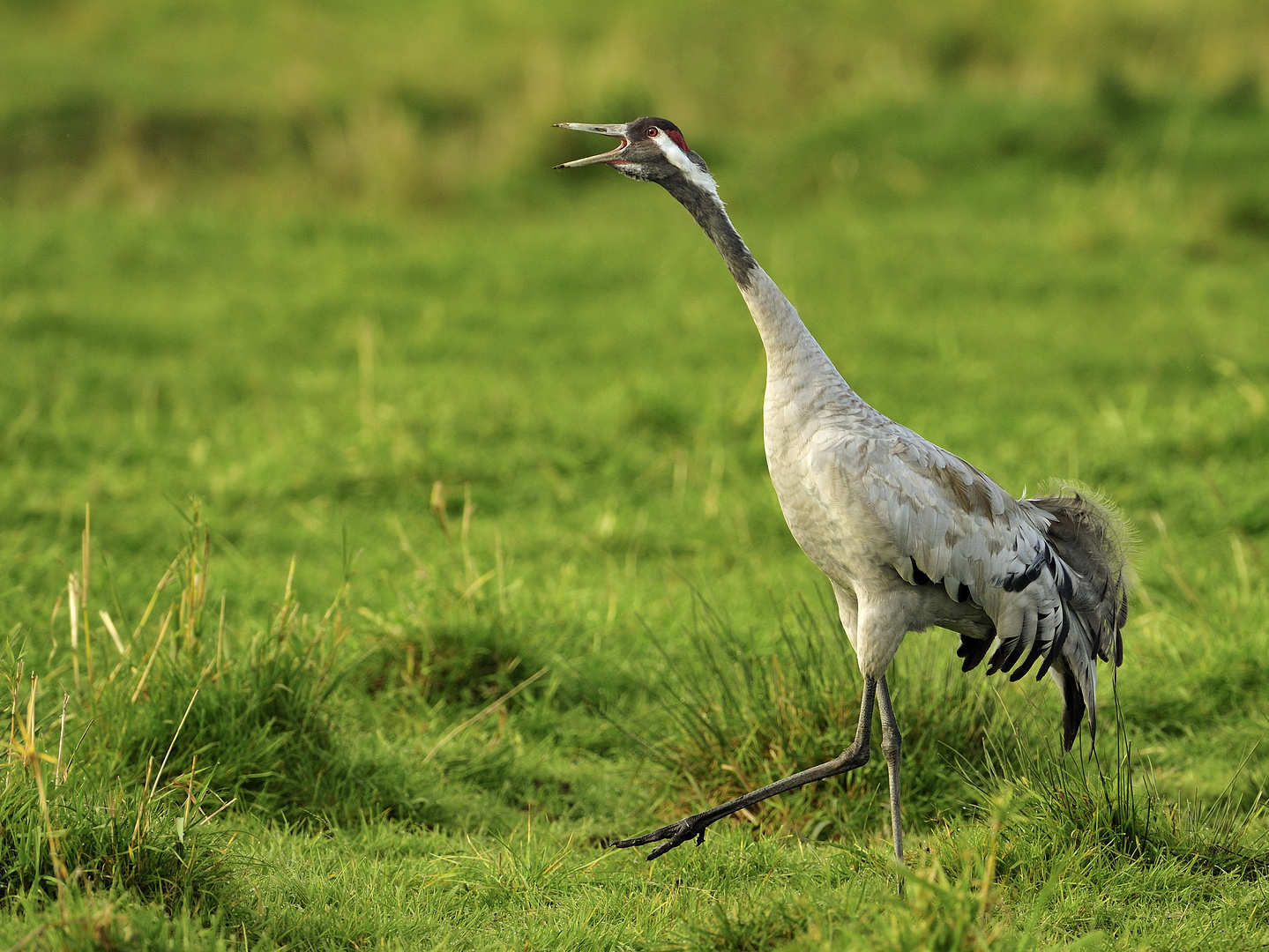 Kranich Foto & Bild | tiere, wildlife, wild lebende vögel Bilder auf ...