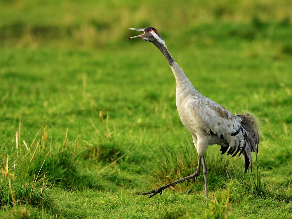Kranich Foto & Bild | tiere, wildlife, wild lebende vögel Bilder auf ...