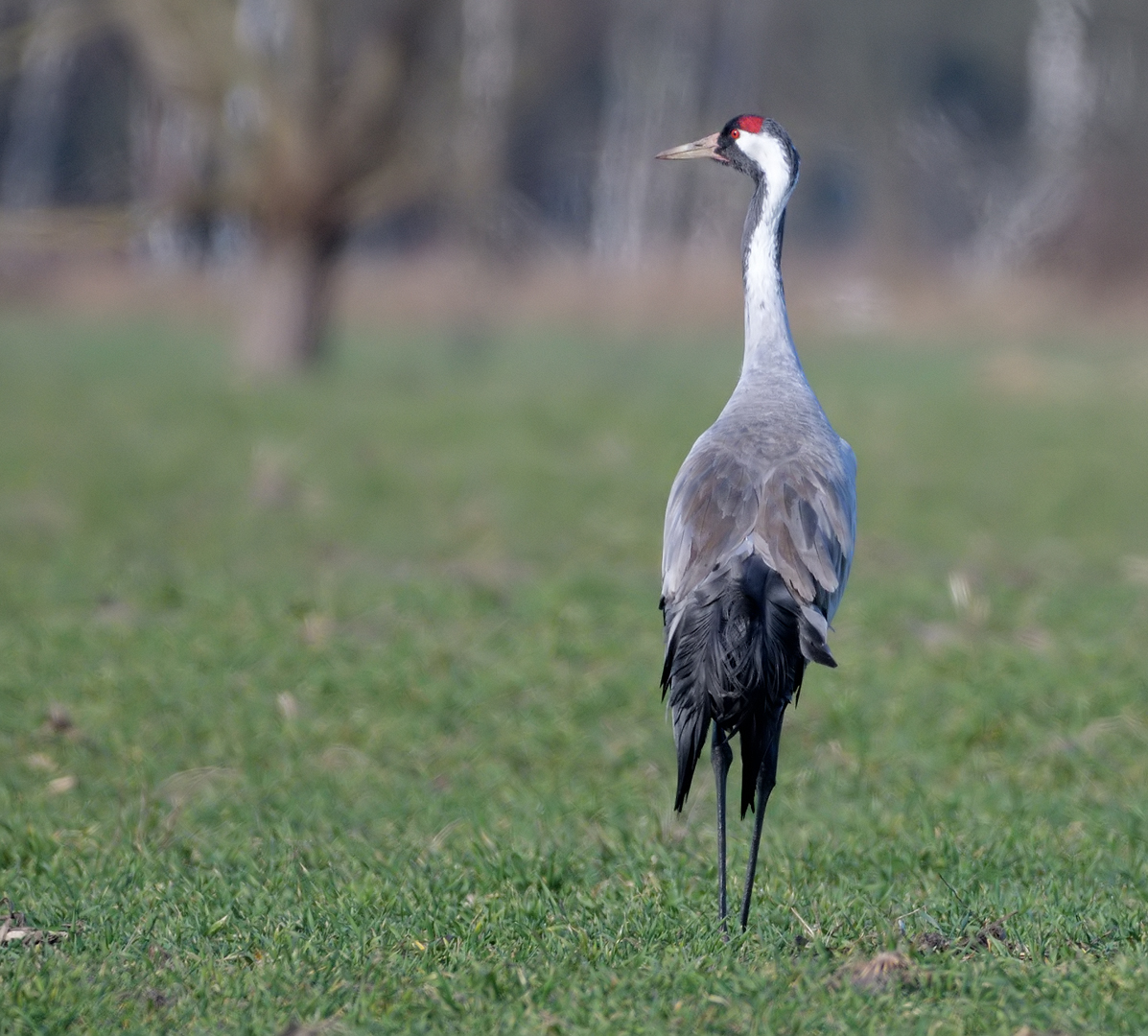 Kranich Foto & Bild | tiere, wildlife, wild lebende vögel Bilder auf ...