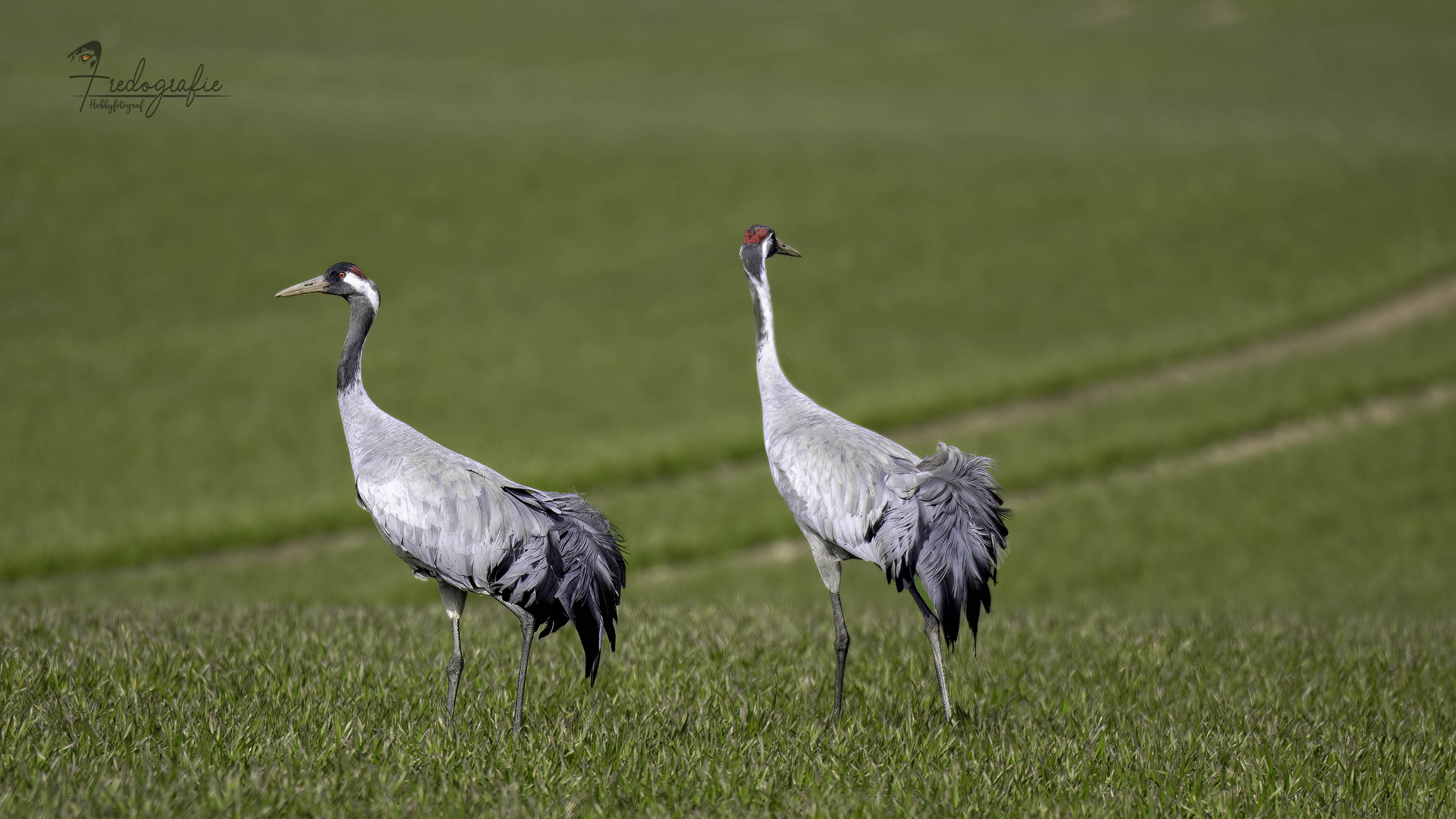 Kranich Foto & Bild | tiere, wildlife, wild lebende vögel Bilder auf ...