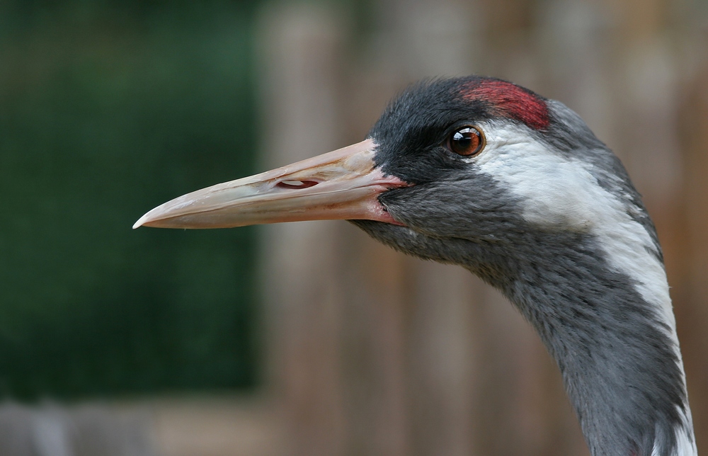 Kranich Foto & Bild | tiere, zoo, wildpark & falknerei, vögel Bilder ...