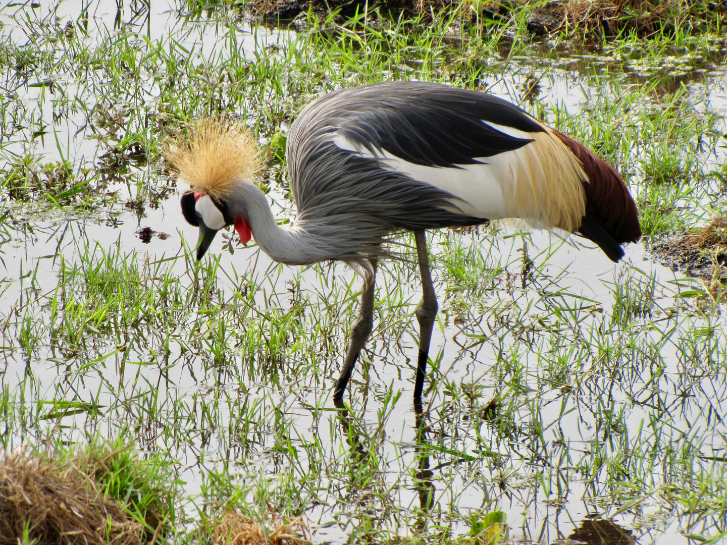 Kranich Foto & Bild | tiere, wildlife, wild lebende vögel Bilder auf ...