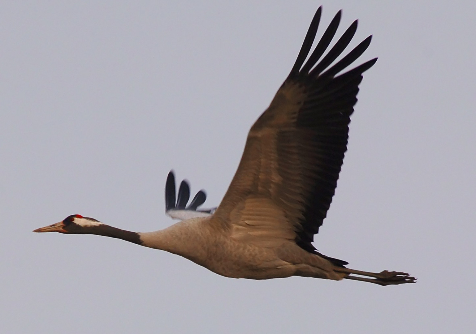 Kranich Foto & Bild | tiere, wildlife, wild lebende vögel Bilder auf ...