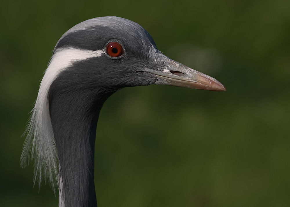 Kranich Foto & Bild | tiere, zoo, wildpark & falknerei, vögel Bilder ...