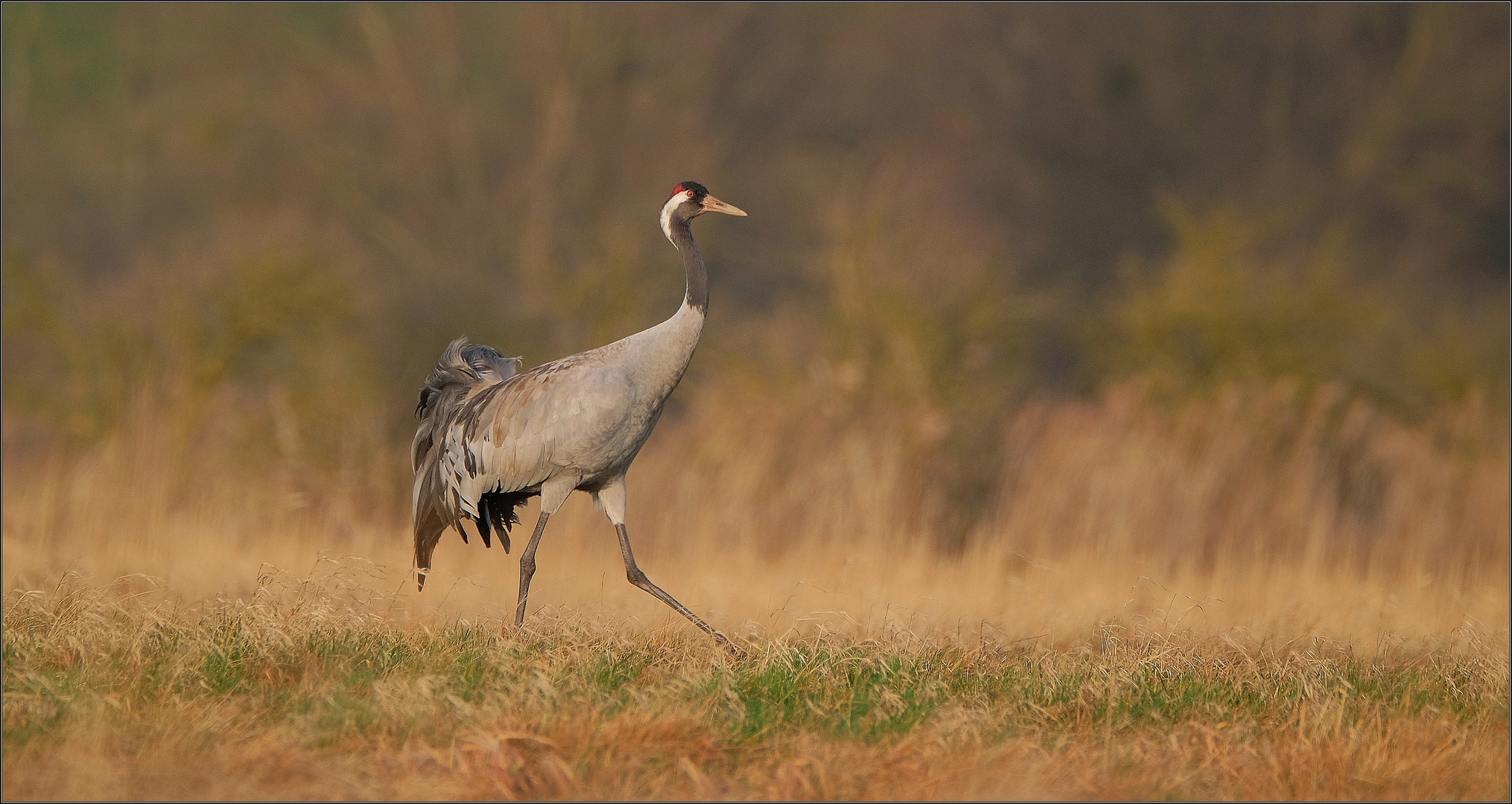 Kranich... Foto & Bild | tiere, wildlife, wild lebende vögel Bilder auf ...